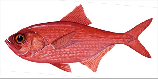 빛금눈돔(Splendid alfonsino). Beryx splendens