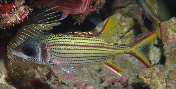 무늬얼게돔(Sammara squirrelfish). Neoniphon sammara