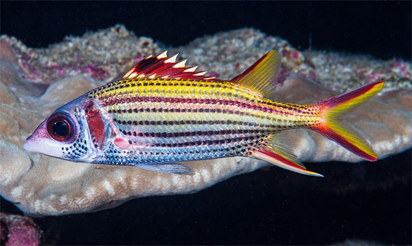 무늬얼게돔(Sammara squirrelfish). Neoniphon sammara