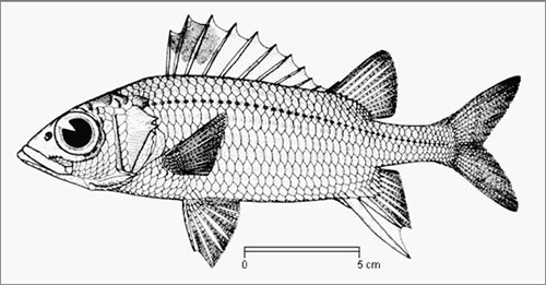 무늬얼게돔(Sammara squirrelfish). Neoniphon sammara
