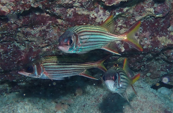 무늬얼게돔(Sammara squirrelfish). Neoniphon sammara