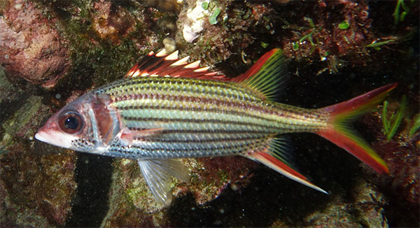 무늬얼게돔(Sammara squirrelfish). Neoniphon sammara