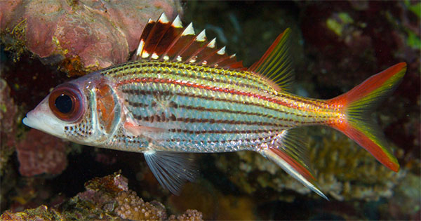 무늬얼게돔(Sammara squirrelfish). Neoniphon sammara
