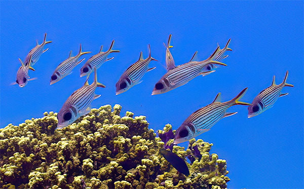 무늬얼게돔(Sammara squirrelfish). Neoniphon sammara