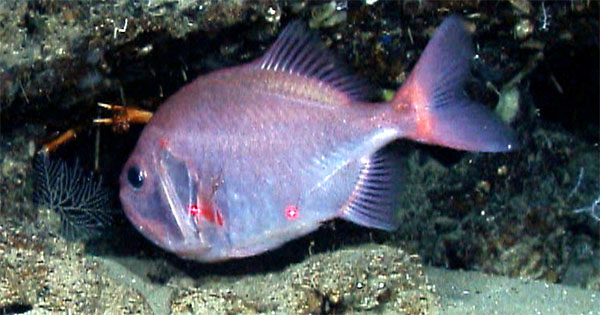 납작금눈돔과 Family Trachichthyidae(Slimeheads)