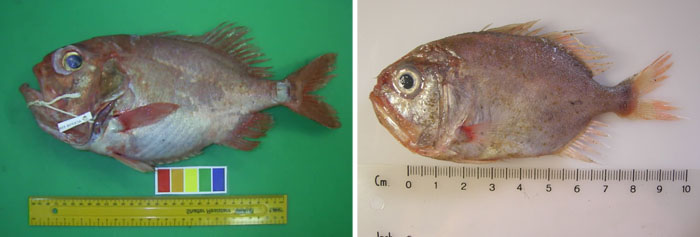 납작금눈돔(Darwin's slimehead). Gephyroberyx darwinii