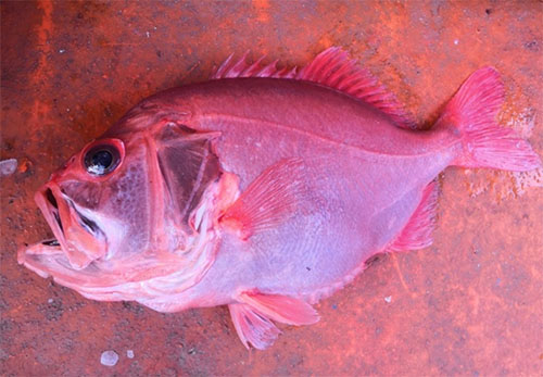 납작금눈돔(Darwin's slimehead). Gephyroberyx darwinii