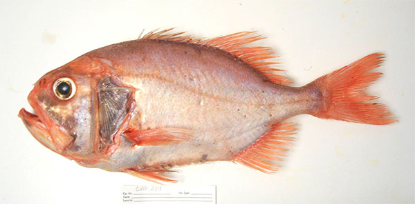 납작금눈돔(Darwin's slimehead). Gephyroberyx darwinii