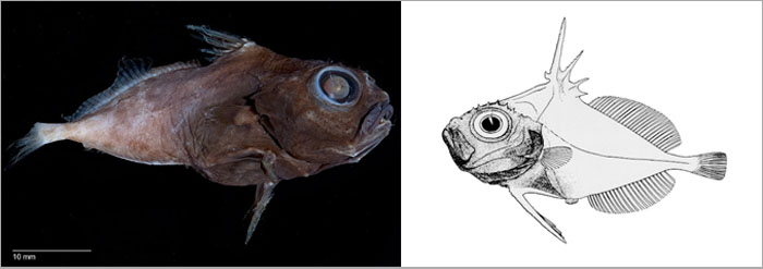 달고기목 Order Zeiformes(dories)