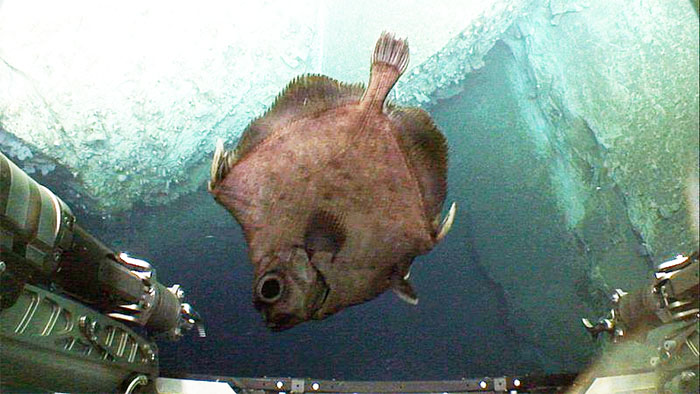 달고기목 Order Zeiformes(dories)