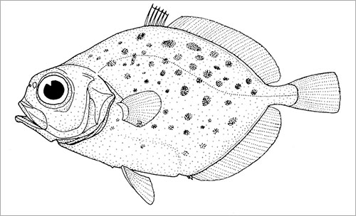 달고기목 Order Zeiformes(dories)