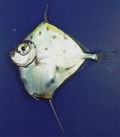 달고기목 Order Zeiformes(dories)