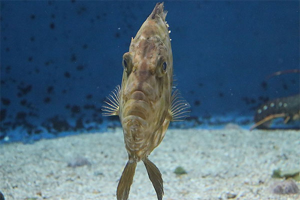 달고기목 Order Zeiformes(dories)