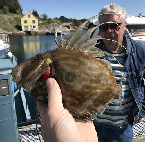 달고기목 Order Zeiformes(dories)