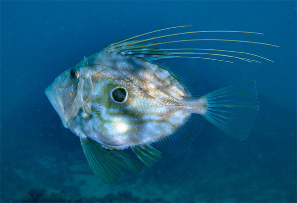 달고기목 Order Zeiformes(dories)