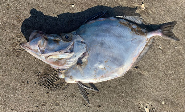 달고기목 Order Zeiformes(dories)