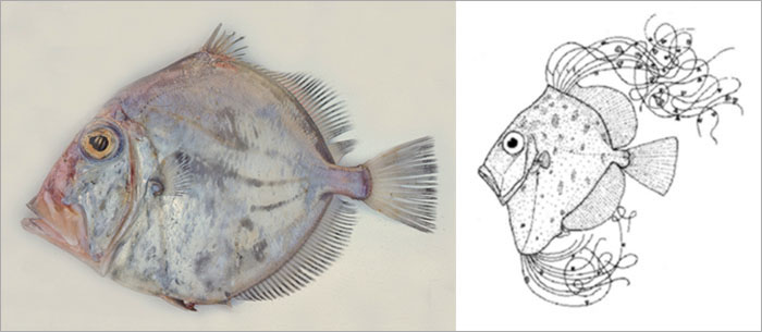 달고기목 Order Zeiformes(dories)