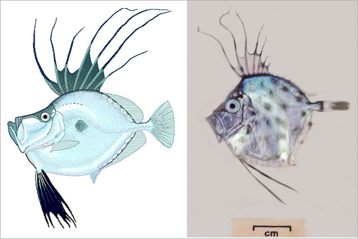 달고기목 Order Zeiformes(dories)