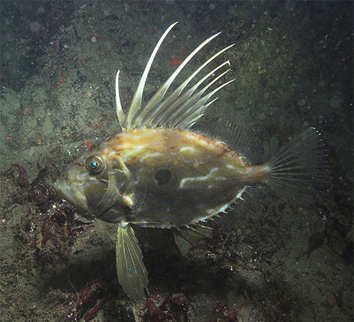 달고기목 Order Zeiformes(dories)