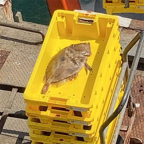 달고기목 Order Zeiformes(dories)