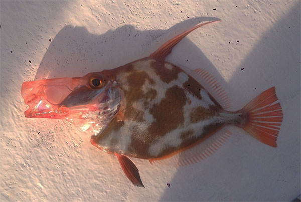 달고기목 Order Zeiformes(dories)