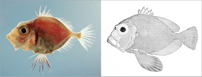 달고기목 Order Zeiformes(dories)