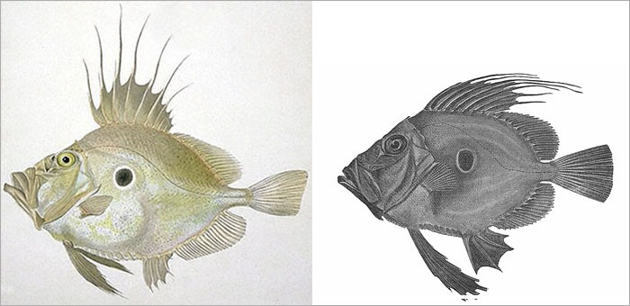 달고기목 Order Zeiformes(dories)