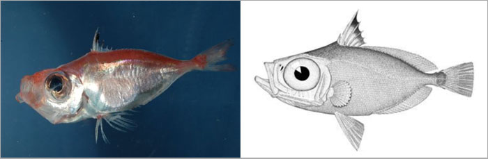 달고기목 Order Zeiformes(dories)