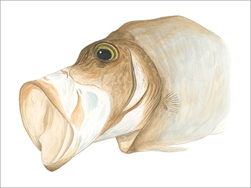 달고기목 Order Zeiformes(dories)