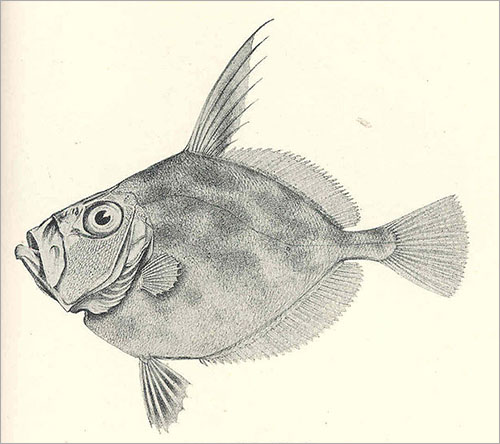 달고기목 Order Zeiformes(dories)