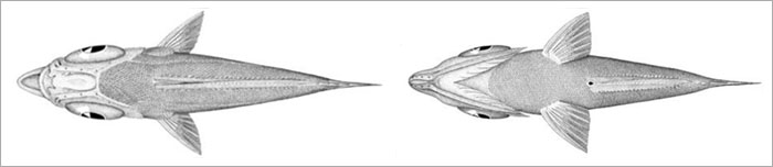 달고기목 Order Zeiformes(dories)