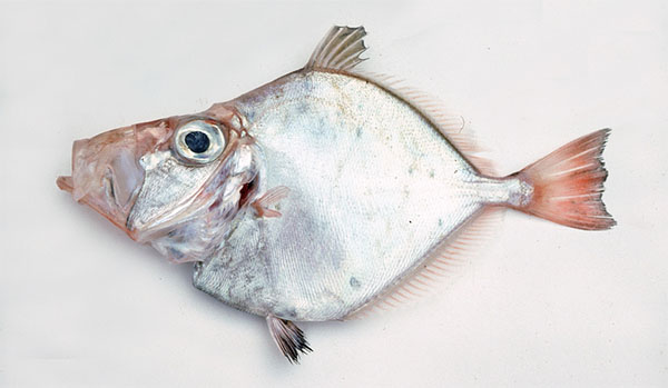 달고기목 Order Zeiformes(dories)