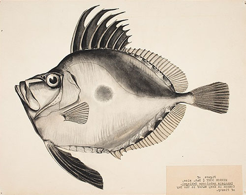 달고기목 Order Zeiformes(dories)