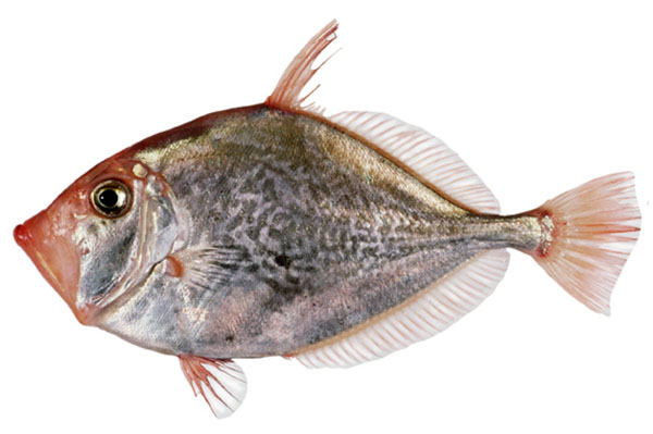 Cyttus_ australis_CSIRO2_600.jpg