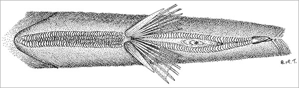 Cyttus_traversi_South-African-ooo_600.jpg
