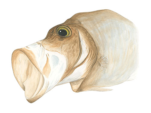 왕은달고기(King dory). Cyttus traversi