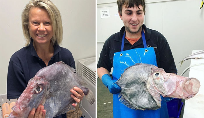 왕은달고기(King dory). Cyttus traversi