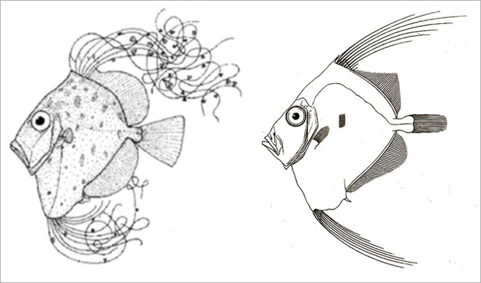 왕은달고기(King dory). Cyttus traversi