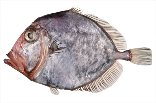 왕은달고기(King dory). Cyttus traversi