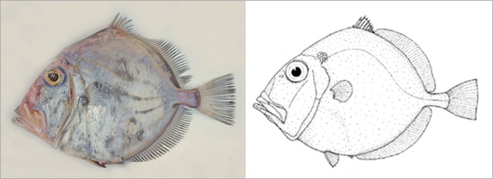 왕은달고기(King dory). Cyttus traversi