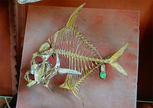 달고기과 Family Zeidae(Dories)