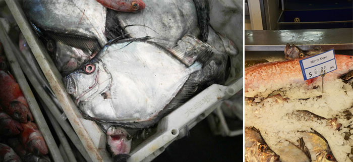 달고기과 Family Zeidae(Dories)