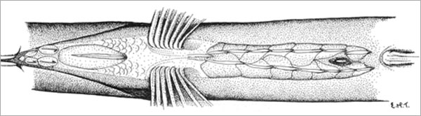 달고기과 Family Zeidae(Dories)