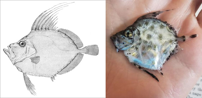 달고기과 Family Zeidae(Dories)