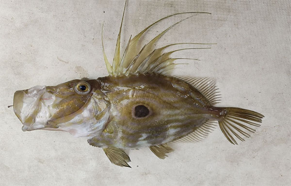 달고기과 Family Zeidae(Dories)