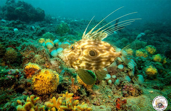 달고기과 Family Zeidae(Dories)