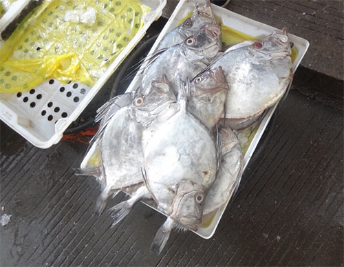 달고기과 Family Zeidae(Dories)