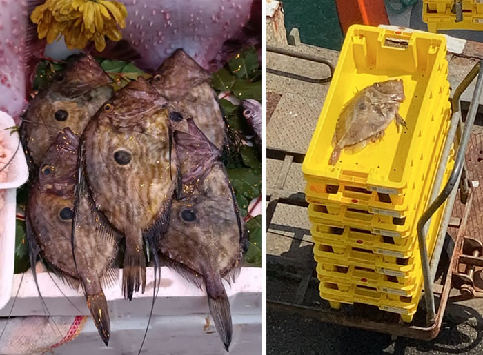 달고기과 Family Zeidae(Dories)