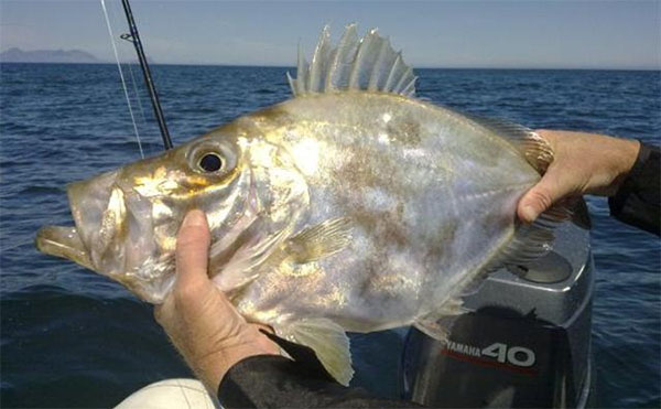 달고기과 Family Zeidae(Dories)