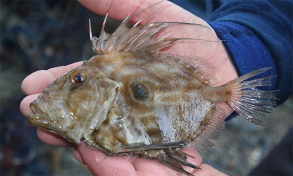 달고기과 Family Zeidae(Dories)